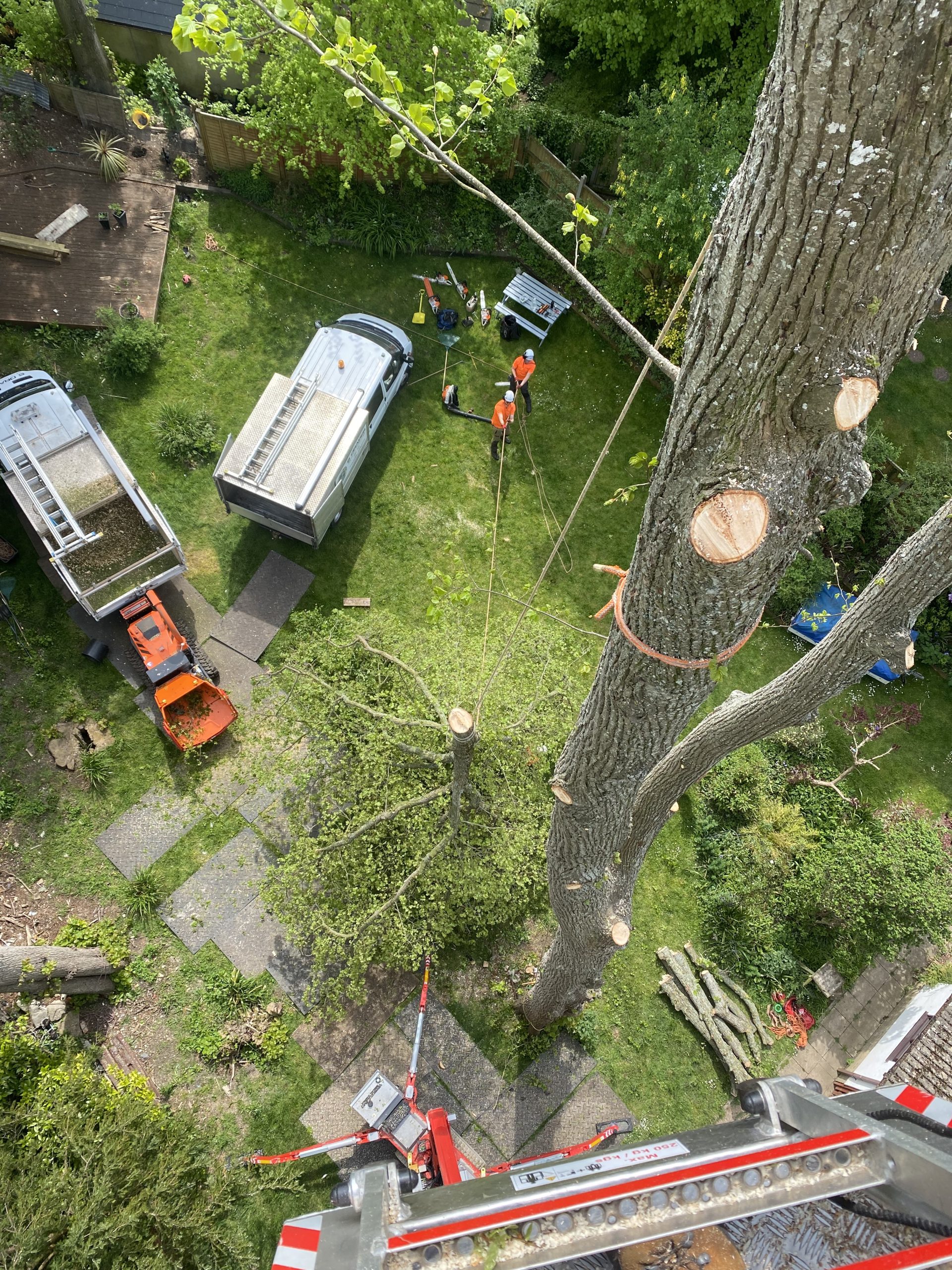 About | S Draper Tree Specialists
